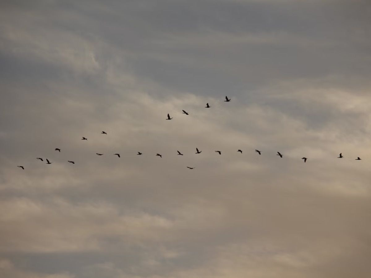 Why flock of birds fly in v shape in sky|Why Birds Fly In V Pattern ...