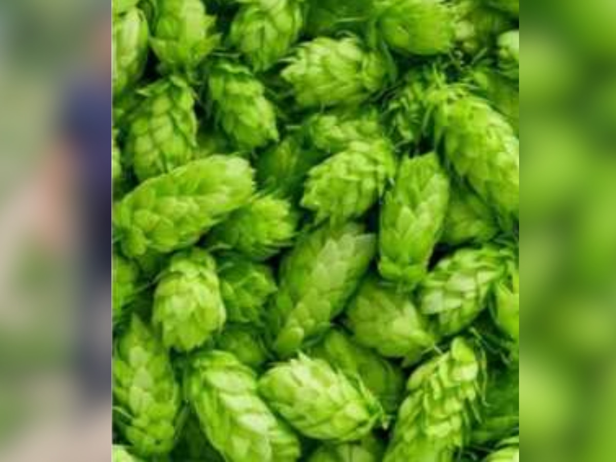 Hop shoots is the most expensive vegetable in the world know ...