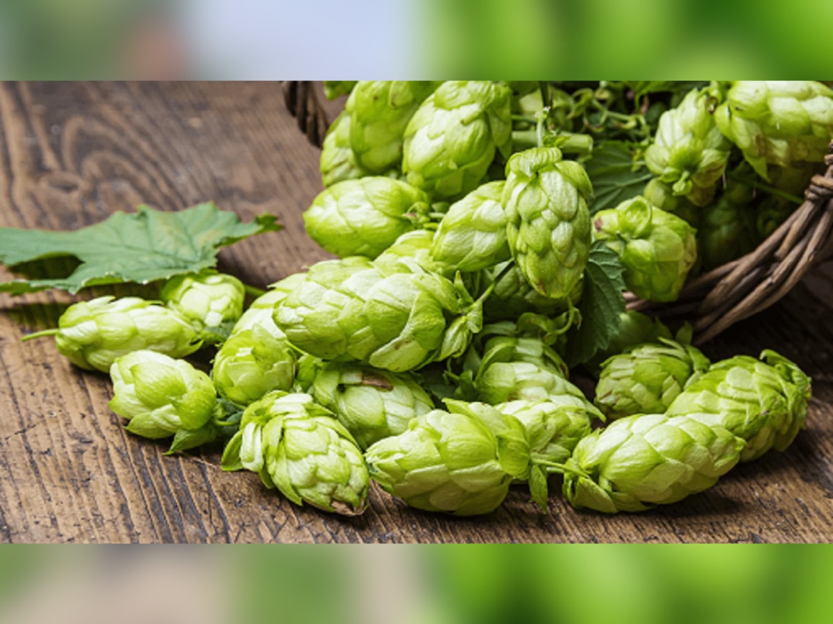 Hop shoots is the most expensive vegetable in the world know ...