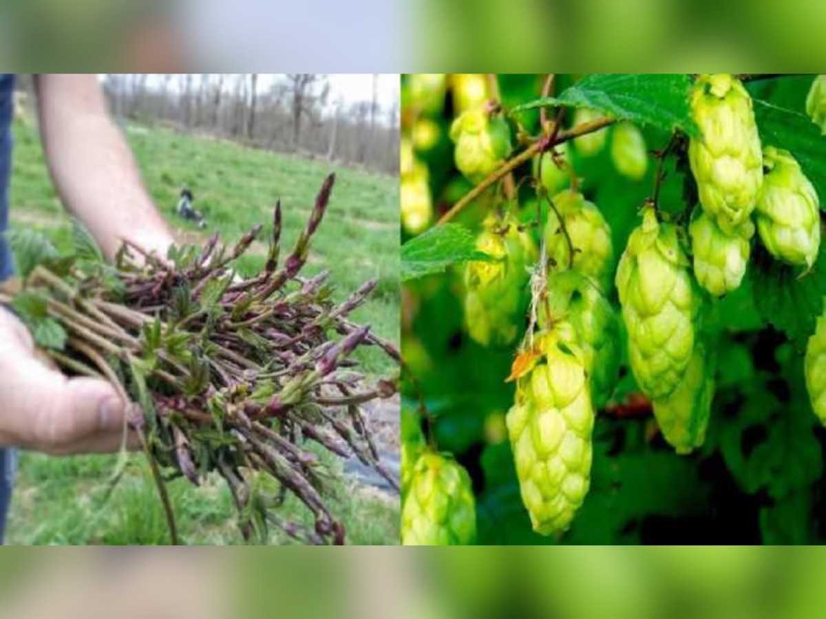 Hop shoots is the most expensive vegetable in the world know ...