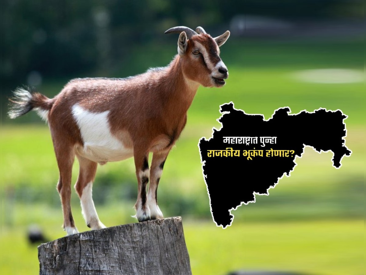 maharashtra Politics shiv sena ubt mp sanjay raut posted photo of goat ...