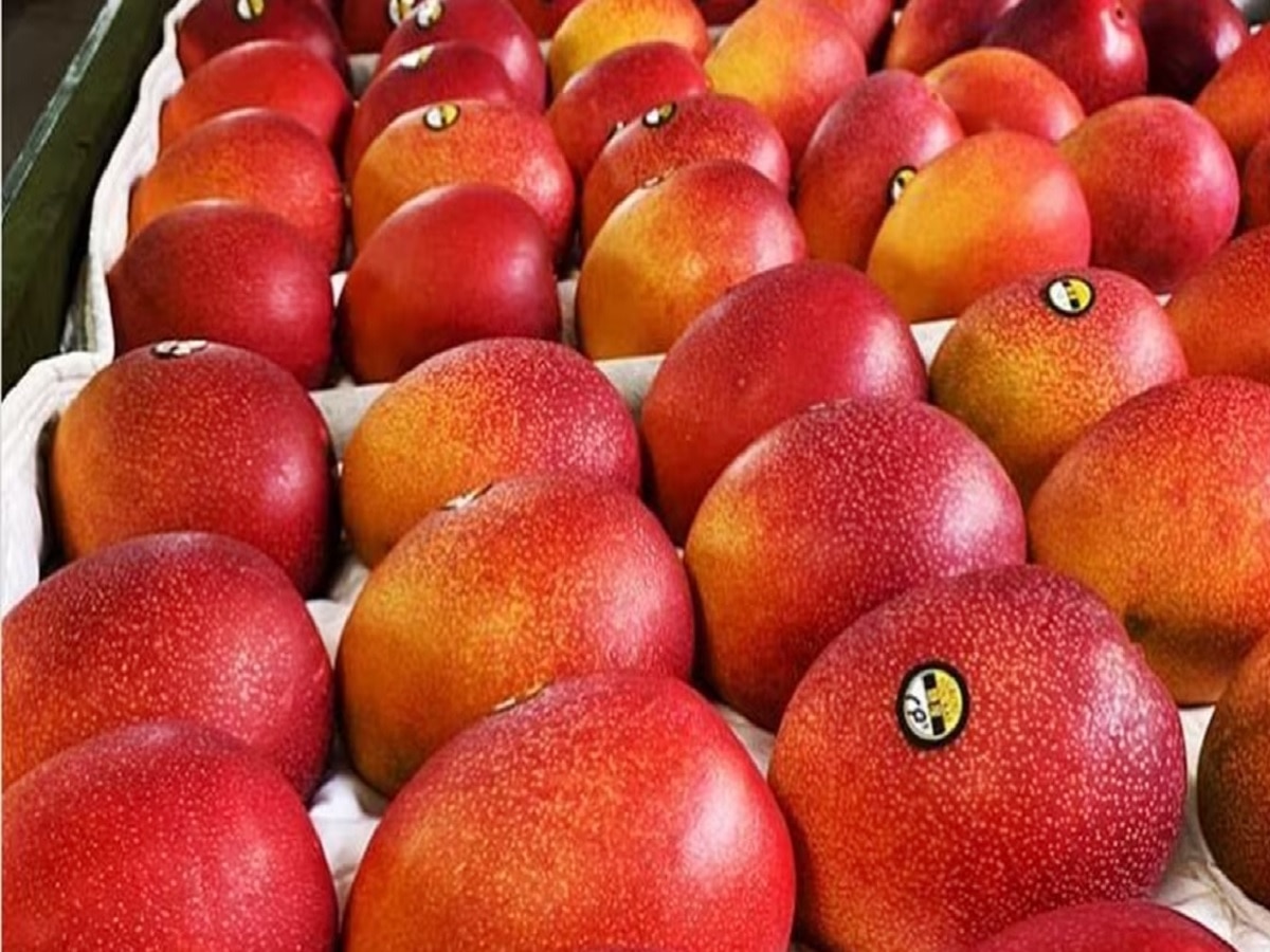 Most Expensive Mango in World: जगातील सर्वात महागडा आंबा! एवढ्या पैशात ...