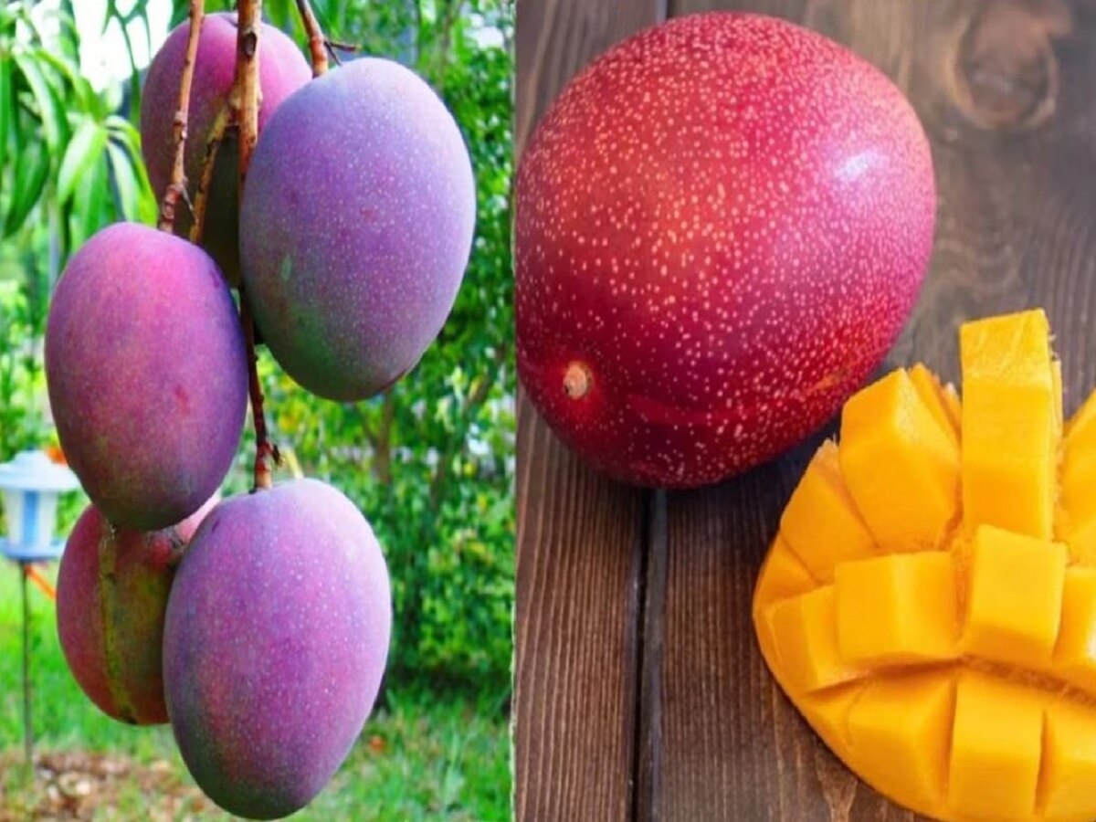 Most Expensive Mango in World: जगातील सर्वात महागडा आंबा! एवढ्या पैशात ...