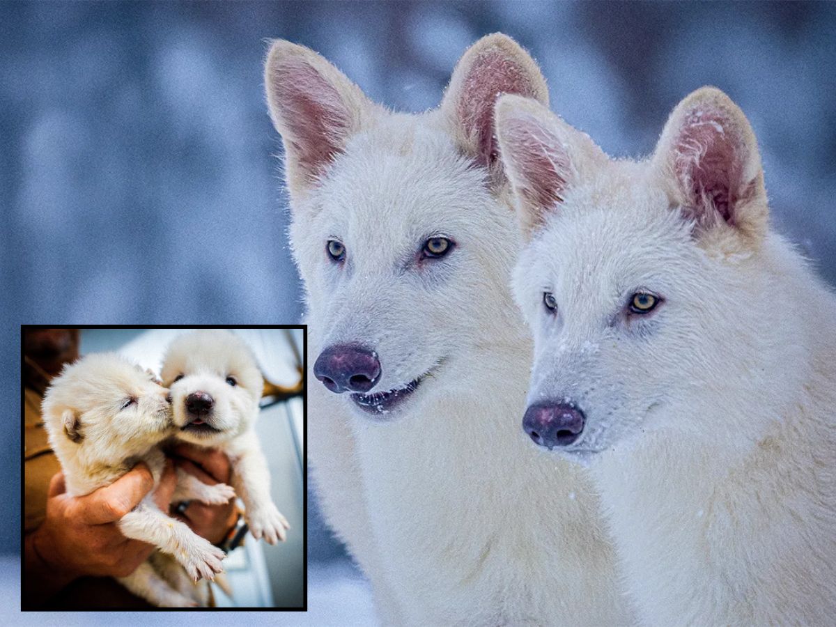 Are the extinct dire wolves really back The Science Behind Dire Wolf ...