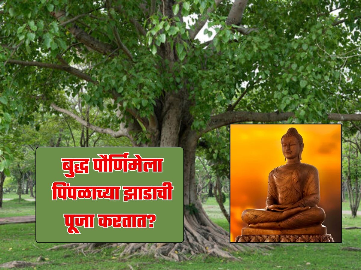 Why People Worship Peepal Tree on Buddha Purnima 2025; Buddha Purnima ...