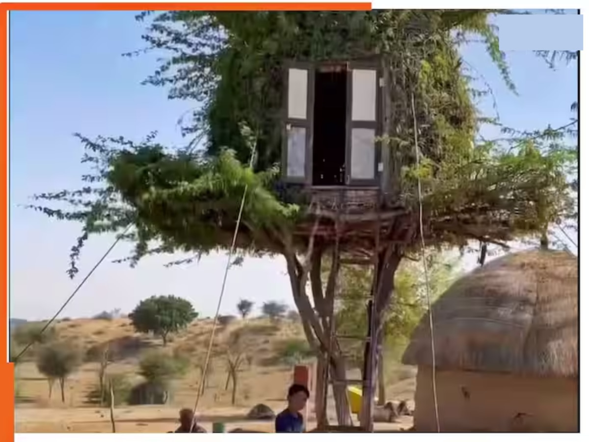 unique tree house built on babool tree in rajasthan viral video ...