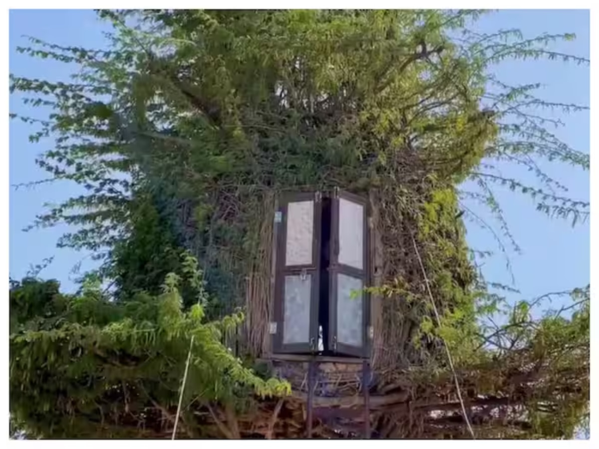 unique tree house built on babool tree in rajasthan viral video ...