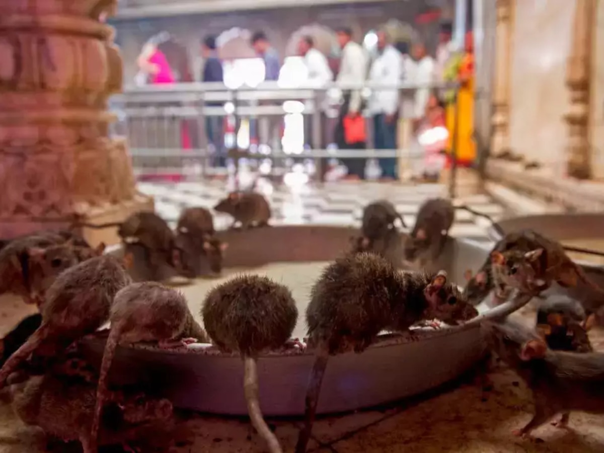 Karni Mata Mandir Rat Temple in Rajasthan Unknown Facts Of India ...