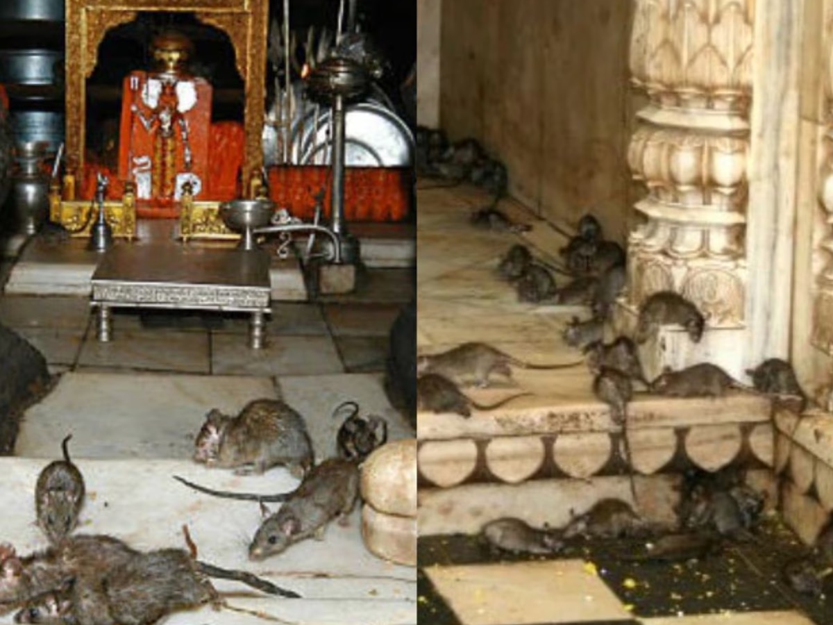 Karni Mata Mandir Rat Temple in Rajasthan Unknown Facts Of India ...