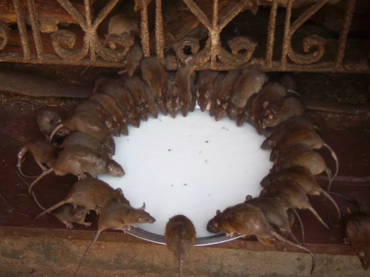Karni Mata Mandir Rat Temple in Rajasthan Unknown Facts Of India ...