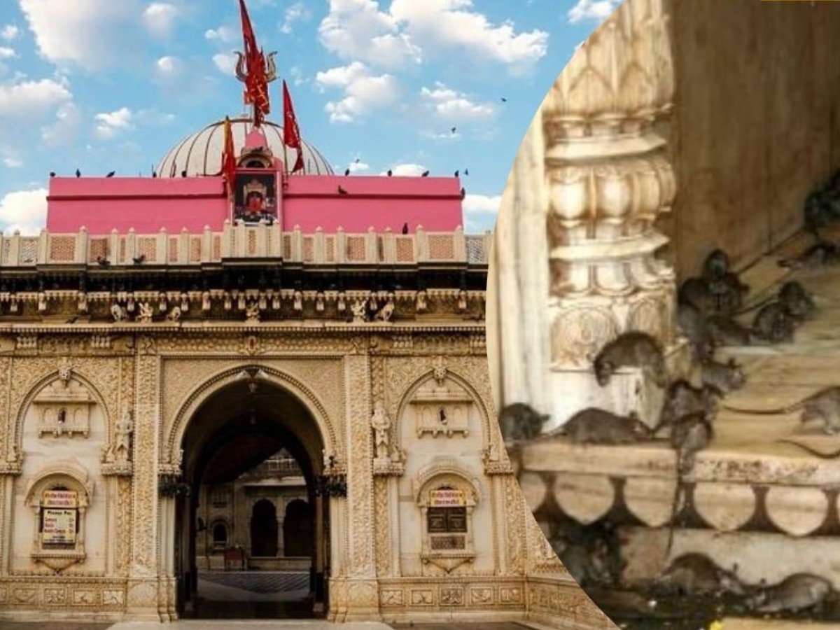 Karni Mata Mandir Rat Temple in Rajasthan Unknown Facts Of India ...