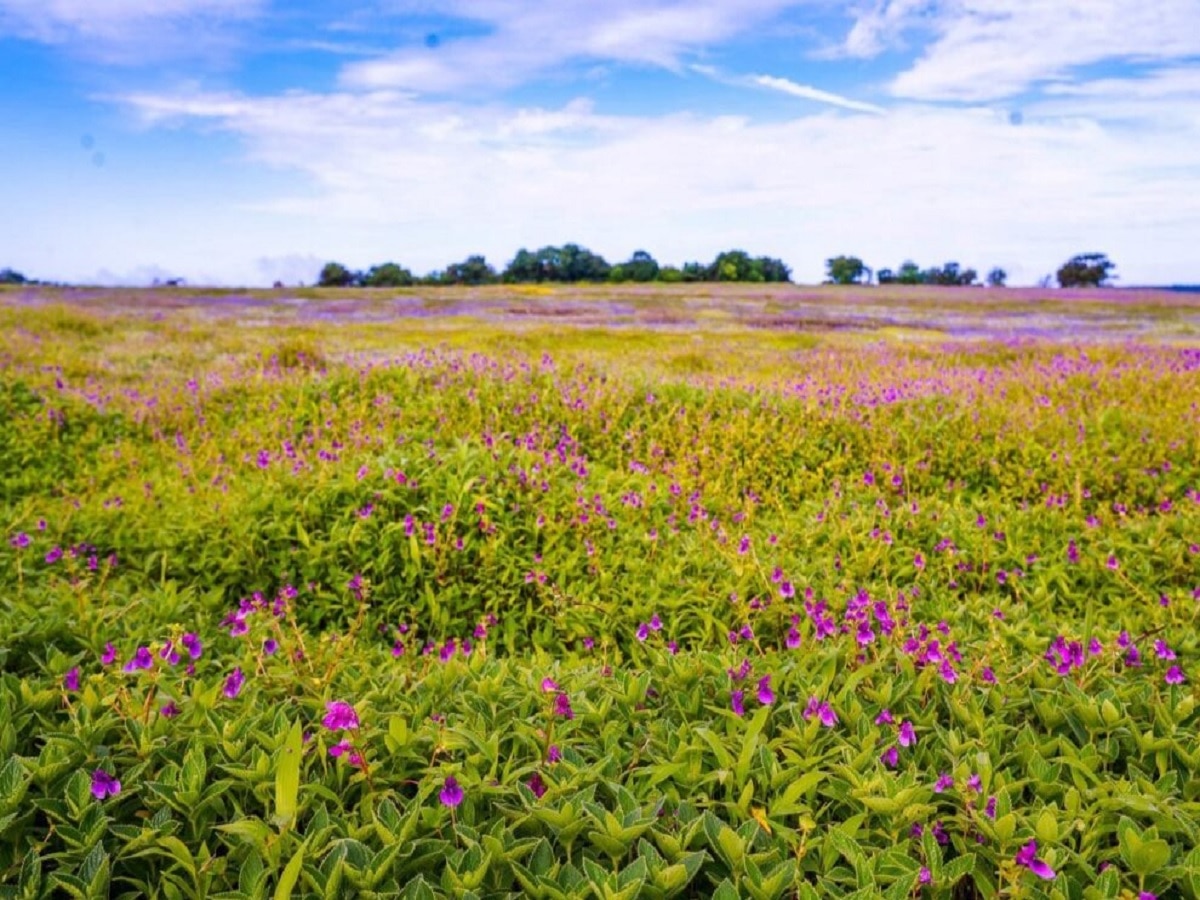 Kaas Pathar in Maharashtra: साताऱ्याच्या जगप्रसिद्ध कास पठारावर मे ...