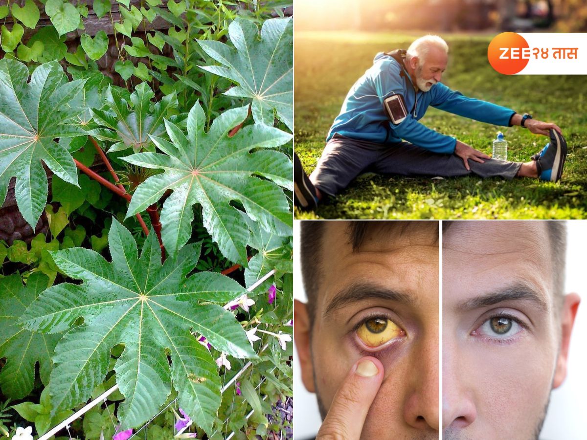 How Castor Leaves help to prevent jaundice and liver disease its help ...