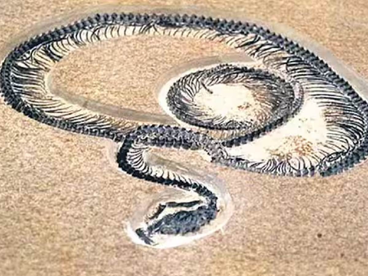 Fossils of a 49 feet long 1000 kg snake found in India Is this Vasuki ...