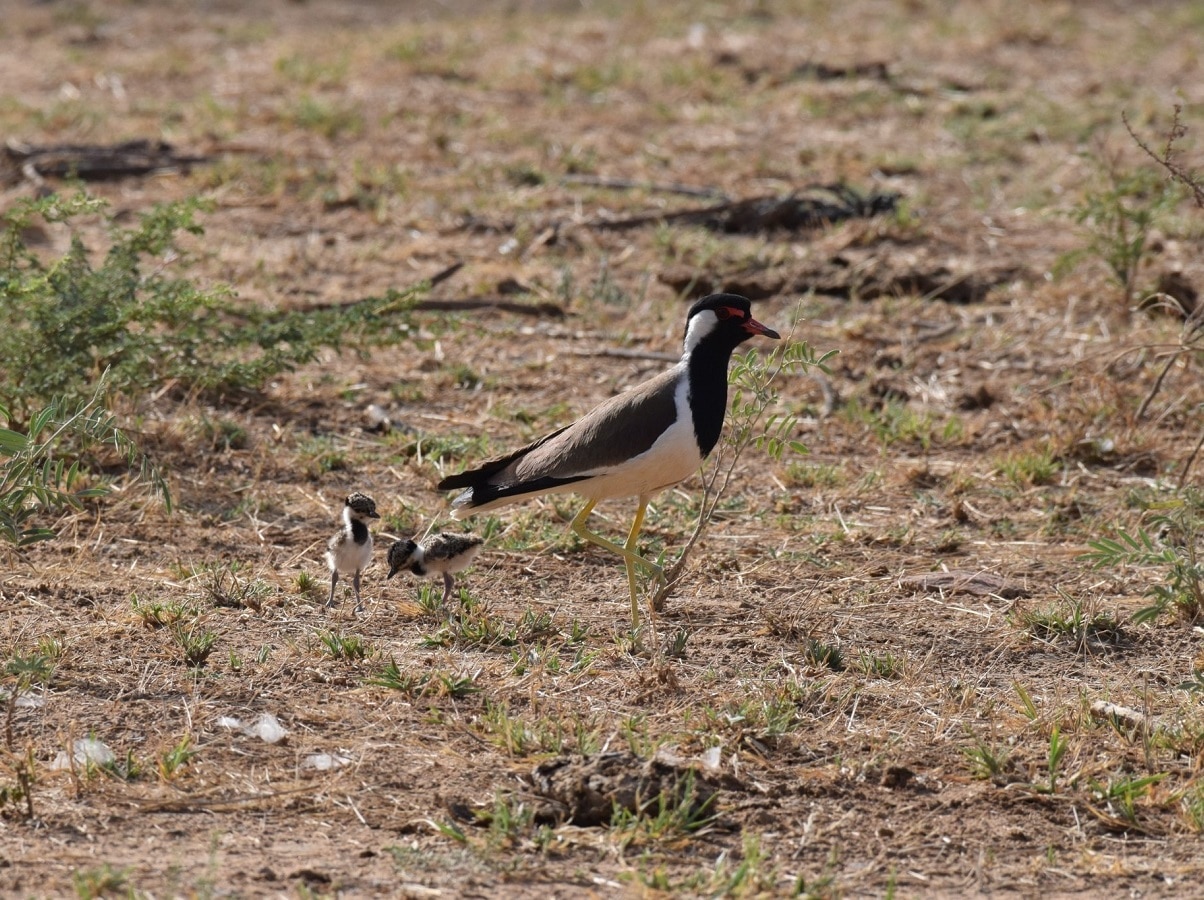 This bird is considered unlucky | धोक्याची घंटा असते 'या' पक्षाचा आवाज ...