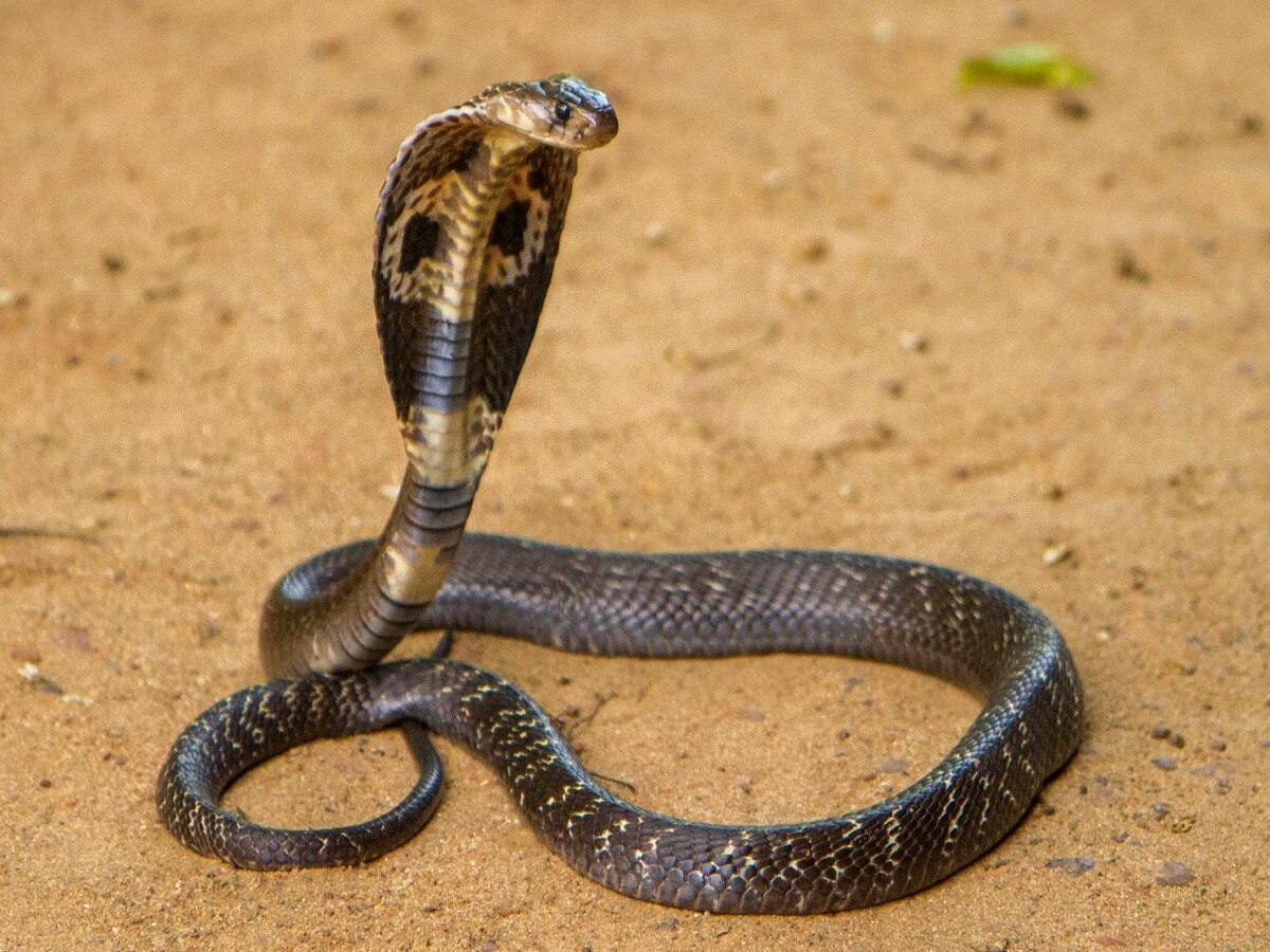 Most venomous snake species in Maharashtra Snake Information ...