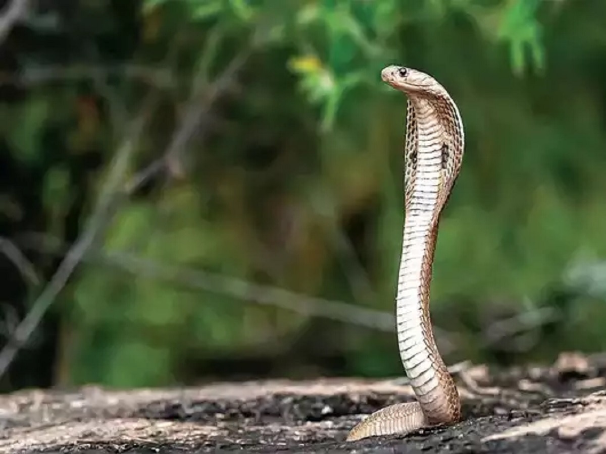 Most venomous snake species in Maharashtra Snake Information ...