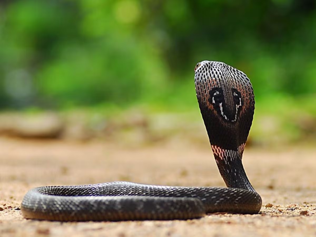Most venomous snake species in Maharashtra Snake Information ...