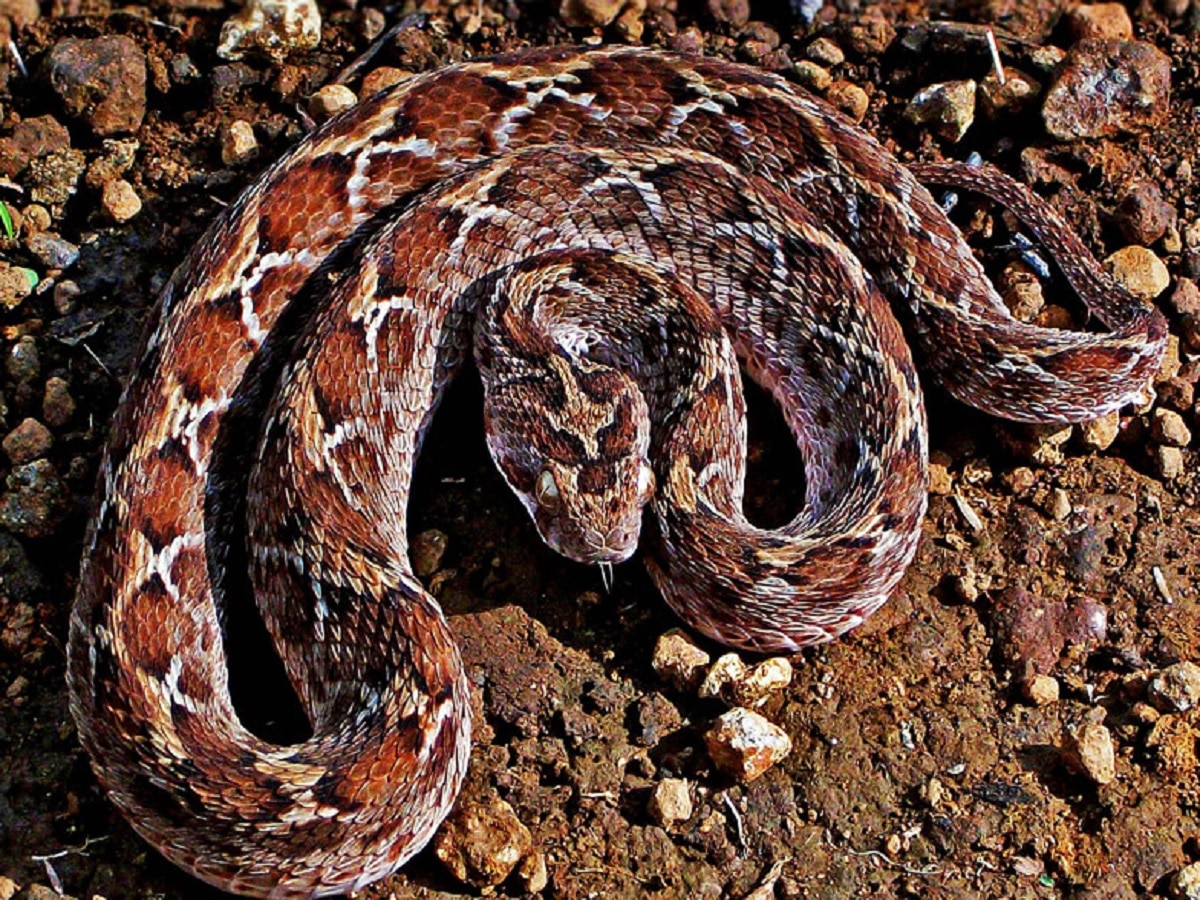 Most venomous snake species in Maharashtra Snake Information ...