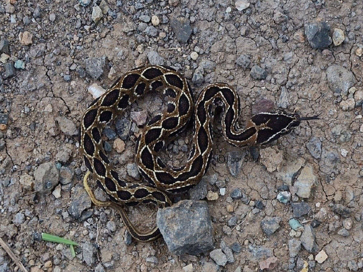 Most venomous snake species in Maharashtra Snake Information ...