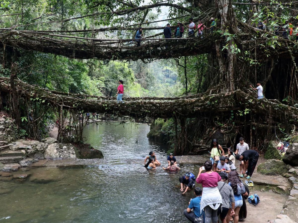 Trending News Facts About Worlds most unique Living Root Bridge in ...