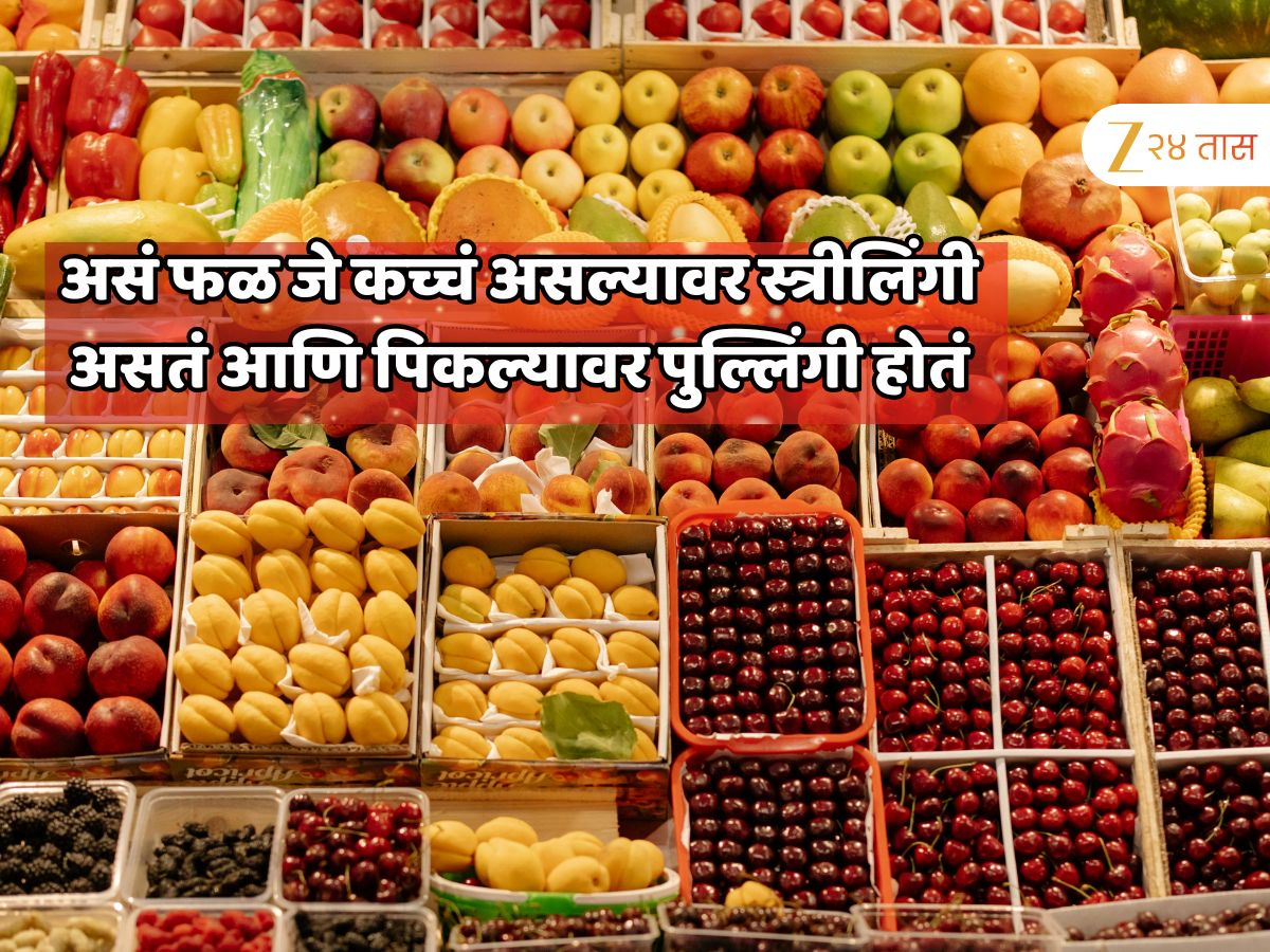 Mango Name interesting facts A world famous fruit from Maharashtra ...