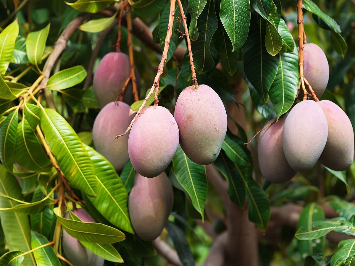 Mango Name interesting facts A world famous fruit from Maharashtra ...