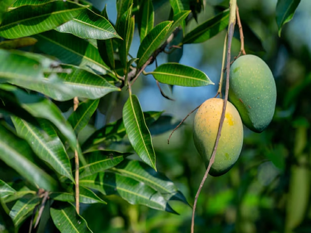 Mango Name interesting facts A world famous fruit from Maharashtra ...
