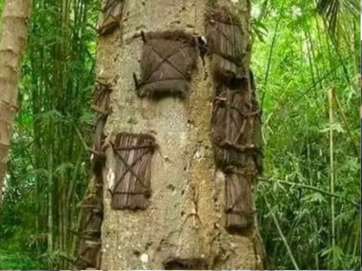 Toraja Tribe Indonesia Weird Funeral Rituals they stay with dead bodies ...