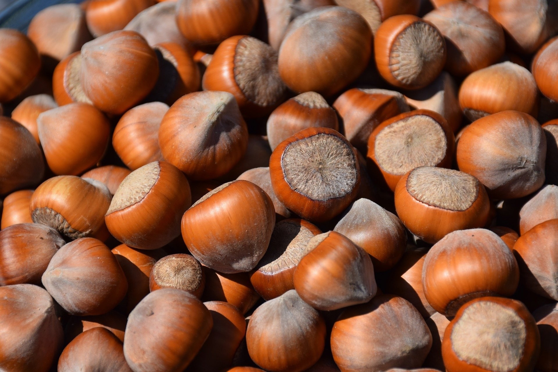Benefits of hazelnuts more powerful than almonds and walnuts | बदाम आणि ...