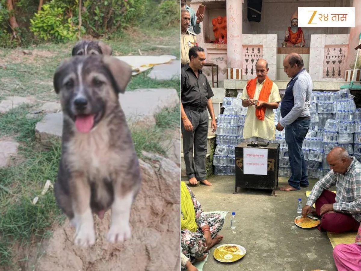 A dog saves 67 Lives in village of Himachal Pradesh Mandi as monsoon ...