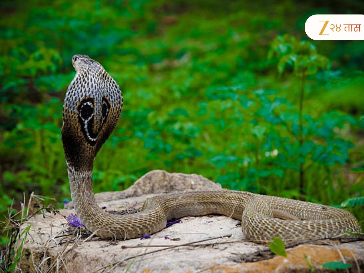 Snake are often found more in rainy season what is the reason behind that 3 tips to keep snake ...