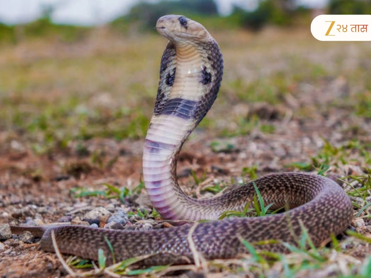 Snake are often found more in rainy season what is the reason behind ...