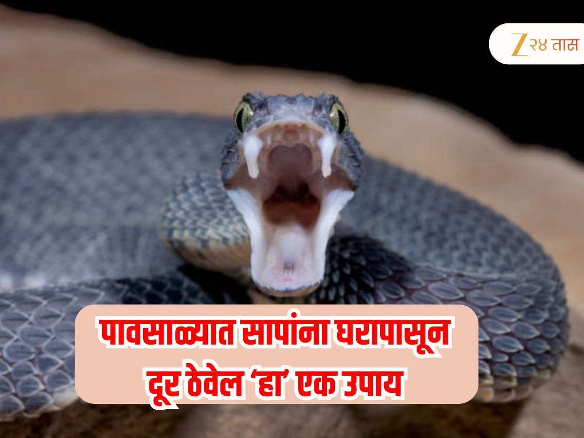 Snake are often found more in rainy season what is the reason behind ...