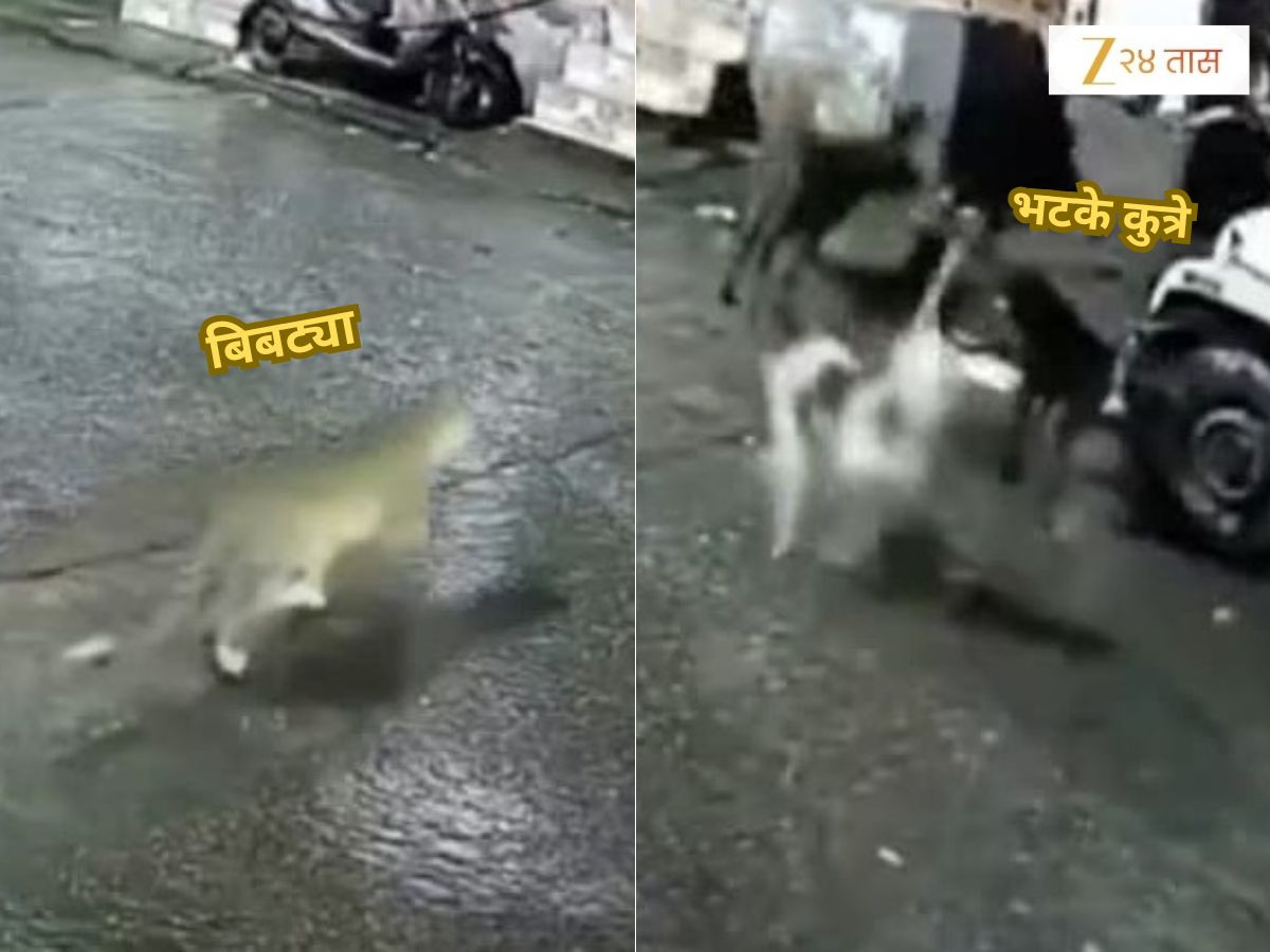 Viral Video of Dogs chasing leopard confusing cat | Viral Video ...