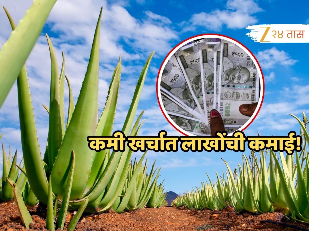 Farming Buisness Idea aloe vera cultivation best profitable crop ...