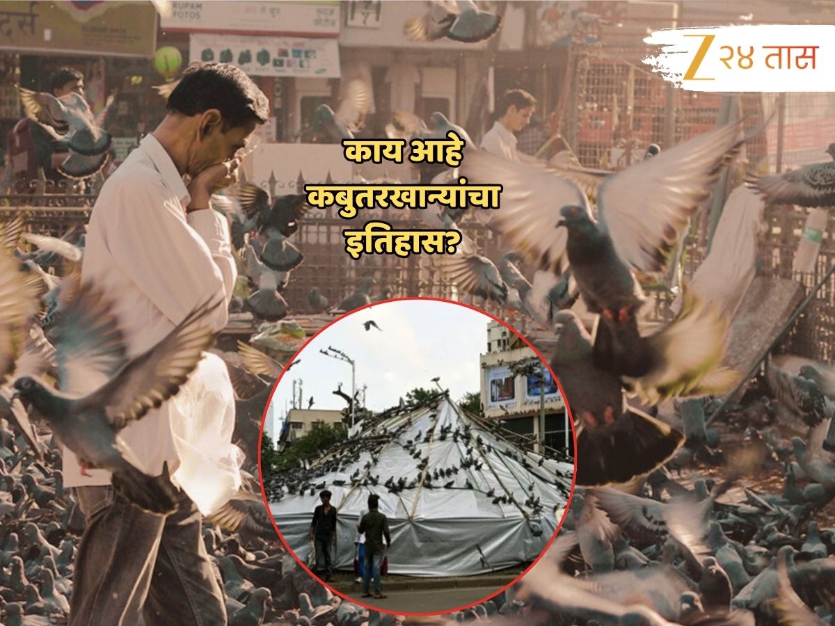 Mumbai news Dadar kabootar Khana history Why pigeons are important in ...