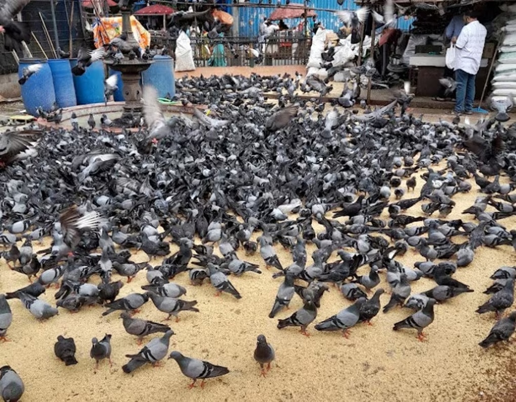 Mumbai news Dadar kabootar Khana history Why pigeons are important in ...