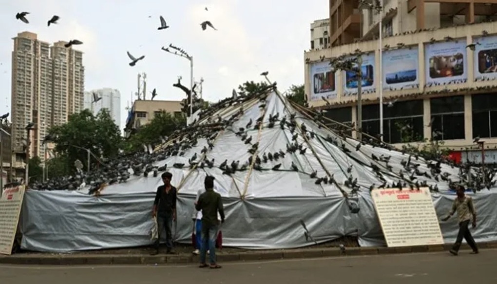 Mumbai news Dadar kabootar Khana history Why pigeons are important in ...