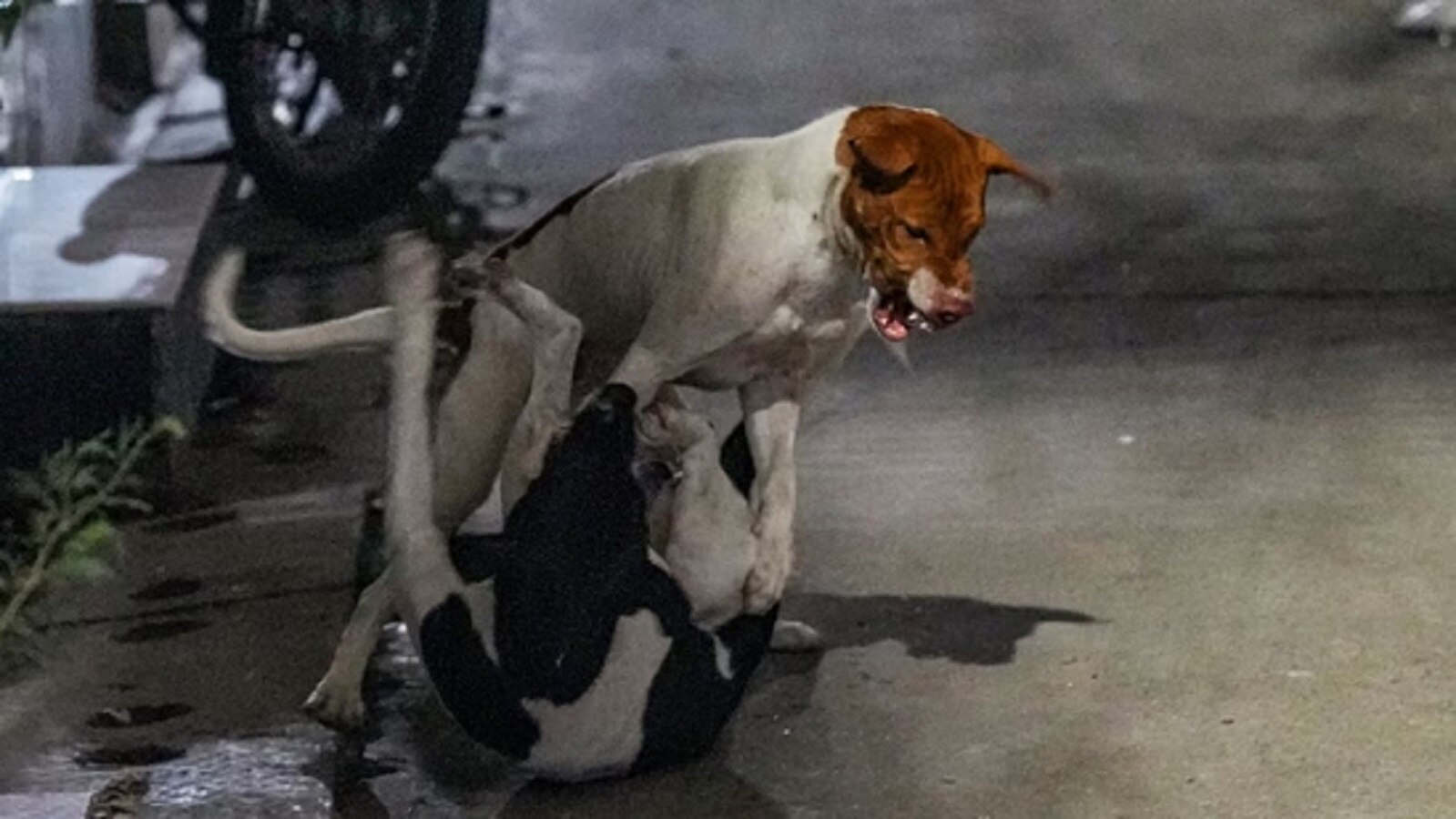 30 lakhs people bitten by stray dogs in India Maharashtra UP | भटक्या ...