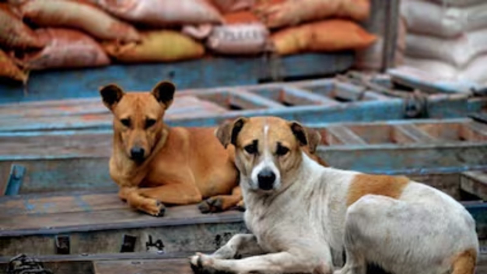 30 lakhs people bitten by stray dogs in India Maharashtra UP | भटक्या ...