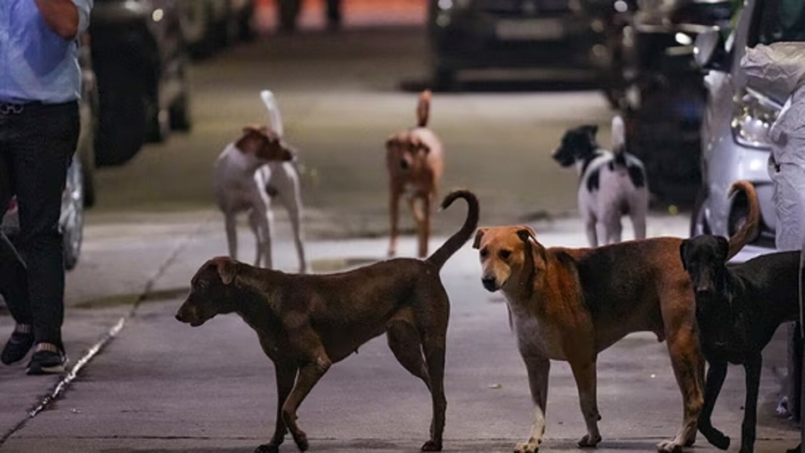 30 lakhs people bitten by stray dogs in India Maharashtra UP | भटक्या ...