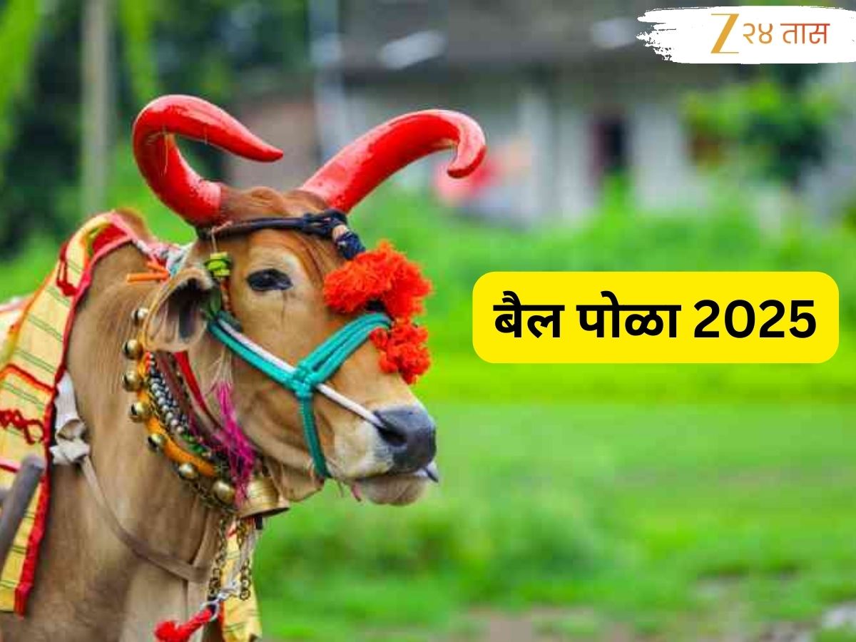 Bail Pola 2025 Date: बैल पोळा 22 की 23 ऑगस्टला कधी आहे? काय आहे या सणामागील कथा? जाणून घ्या तिथी ...