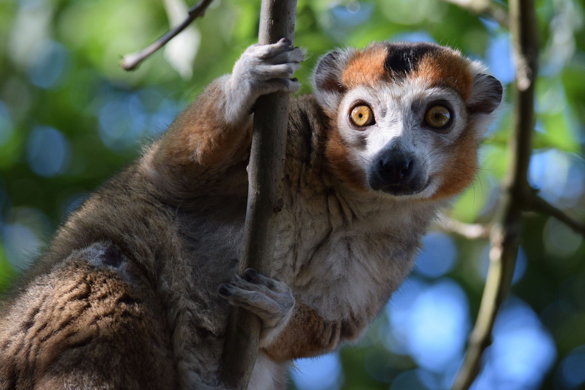Know about the animal with tow tongue lemur | दोन जीभ असणारा जगातील ...