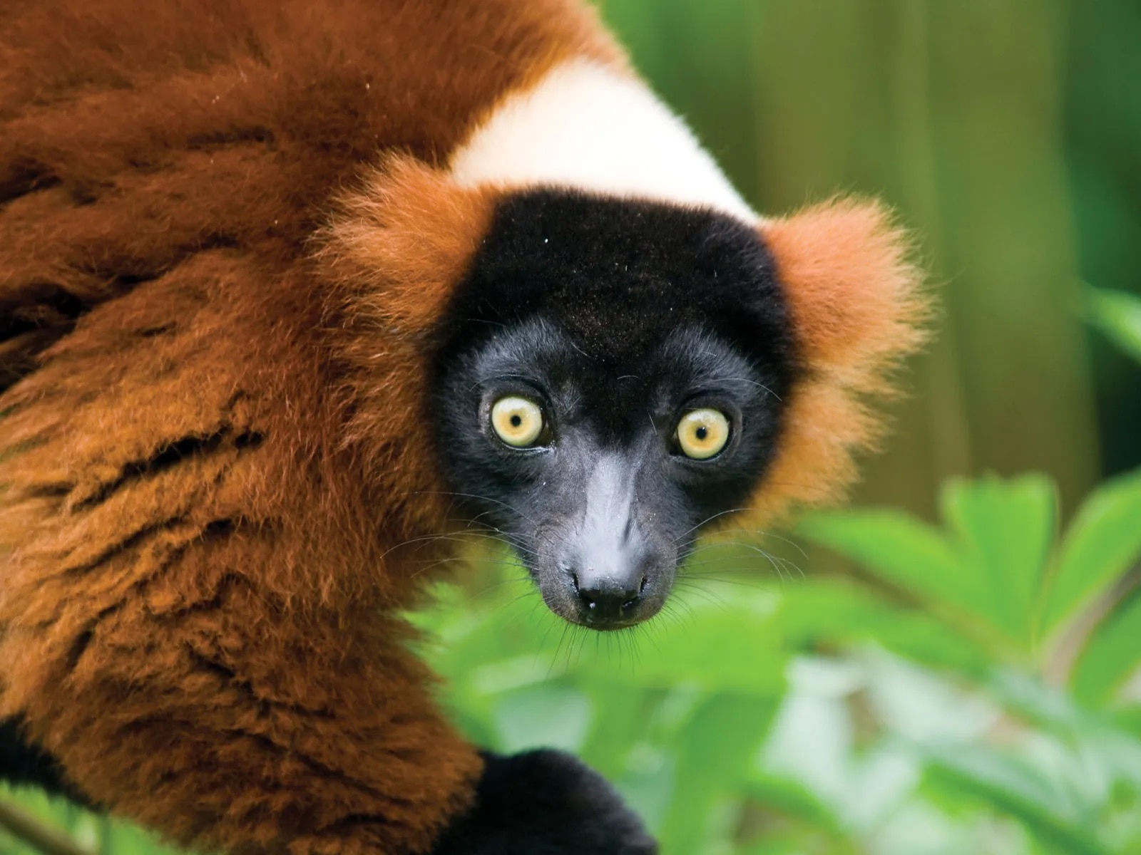 Know about the animal with tow tongue lemur | दोन जीभ असणारा जगातील ...