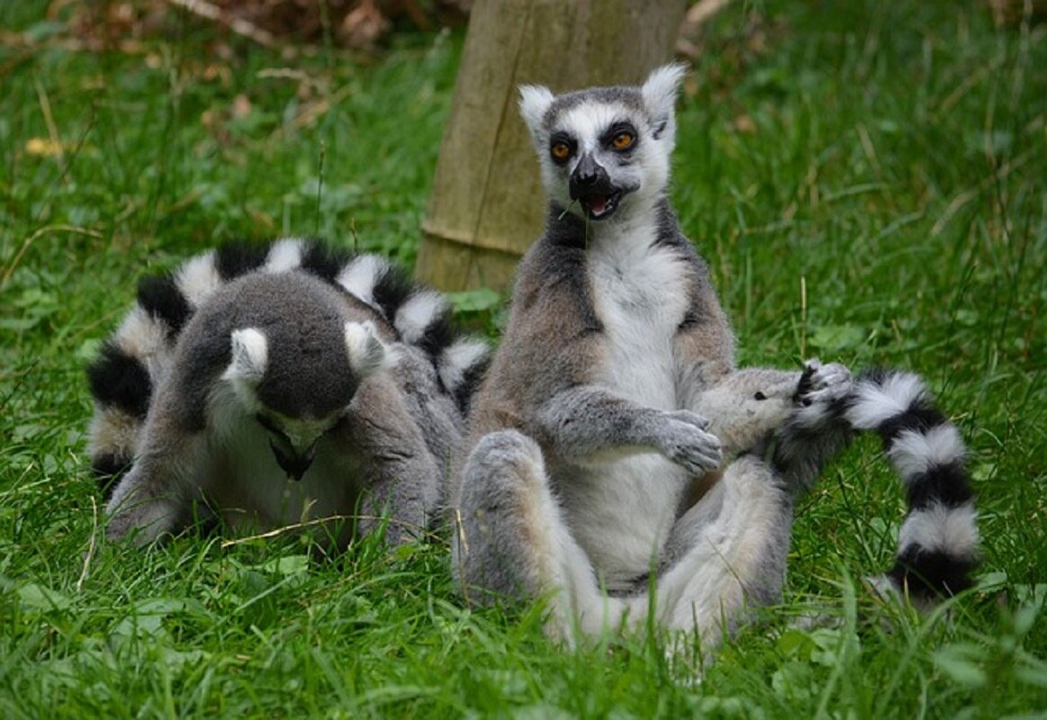 Know about the animal with tow tongue lemur | दोन जीभ असणारा जगातील ...