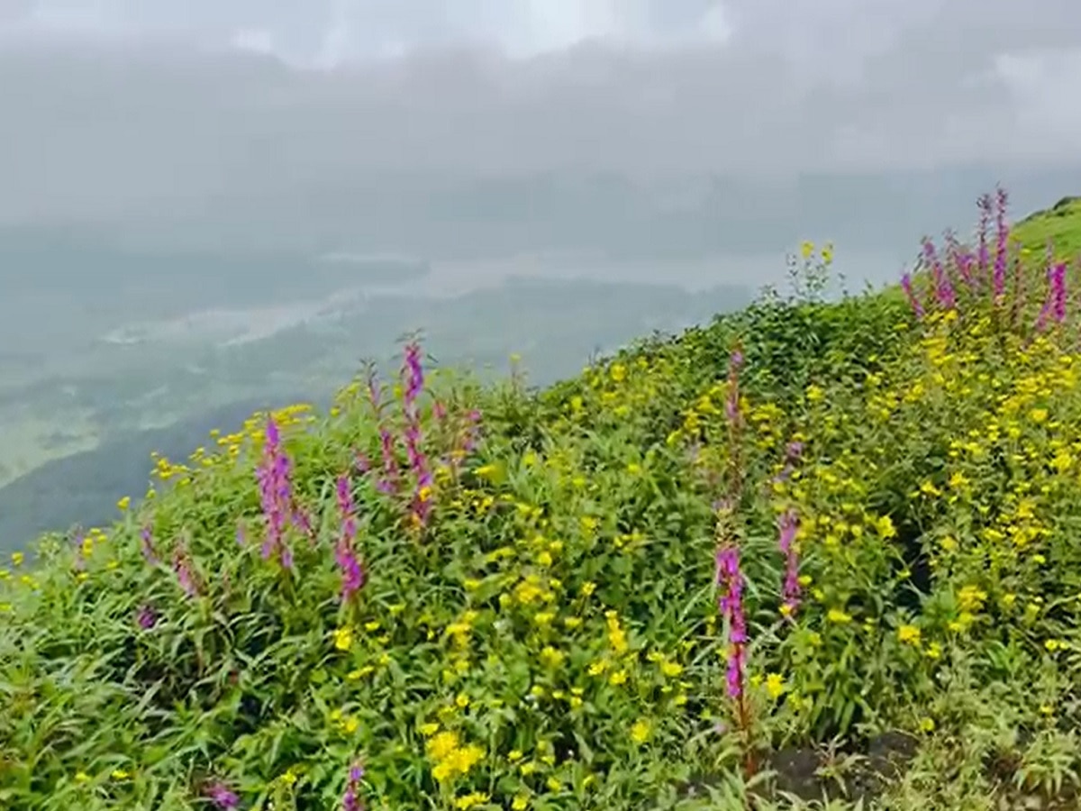 The hidden Kas Plateau of Maharashtra rivaling the Kas Plateau of ...