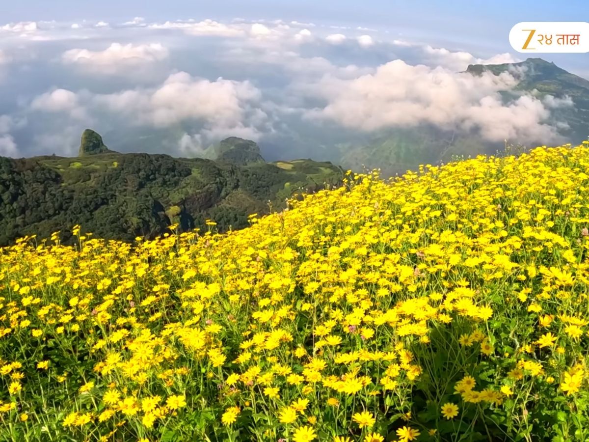 The hidden Kas Plateau of Maharashtra rivaling the Kas Plateau of ...