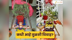Tulsi Vivah 2025 News in Marathi, Tulsi Vivah 2025 Breaking News ...