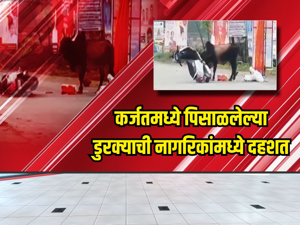 bison in karjat has caused panic among the citizens one person died in ...